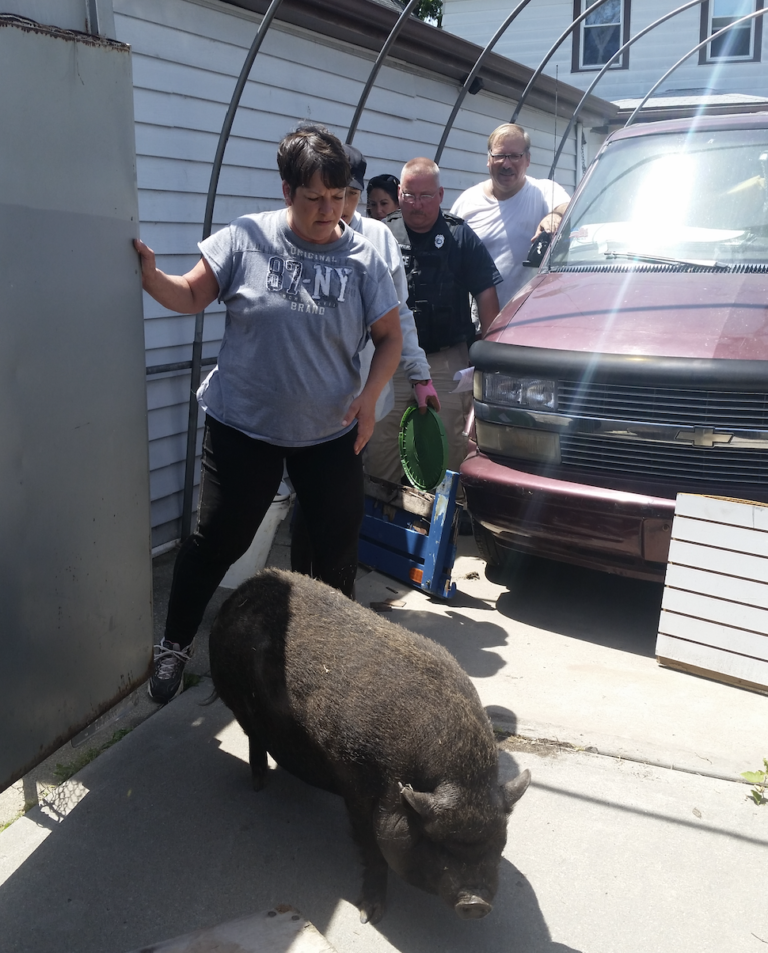 Perp-Walk of the Potbellied Pig - The Niagara Reporter