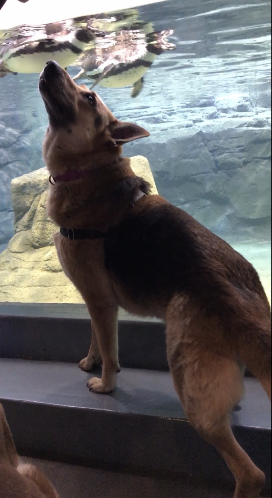 Niagara County SPCA Shelter Dogs Take Field Trip to Aquarium of Niagara ...